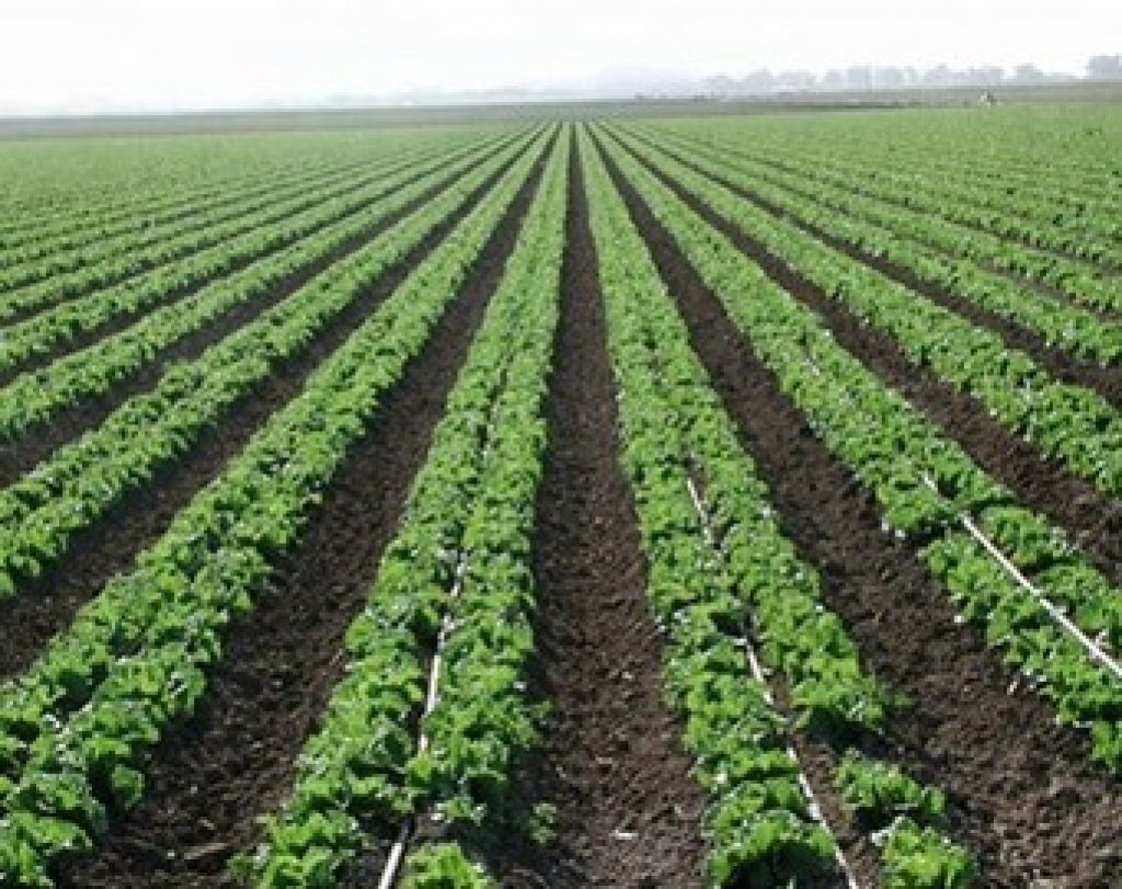 400 Plants Green Vegetable Drip irrigation package - Drip Irrigation BD ...