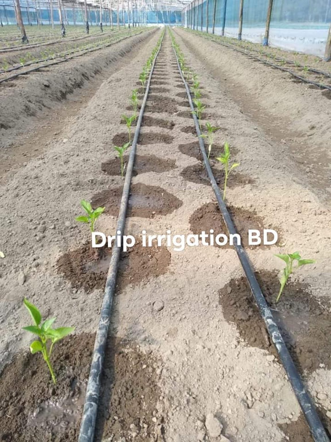 Drip Irrigation BD Ltd (DIBL) - Drip Irrigation BD Ltd. (DIBL)