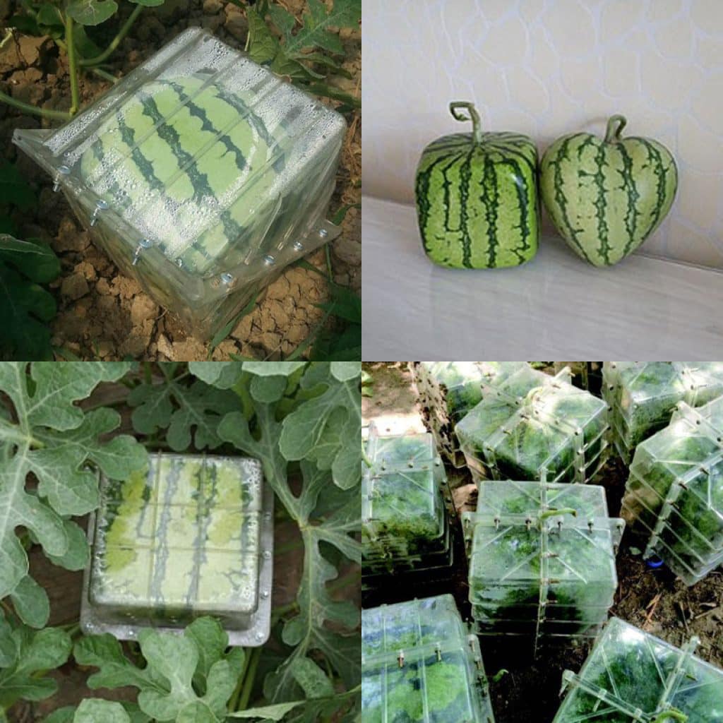 Square shaping mold for watermelon - Drip Irrigation BD Ltd. (DIBL)